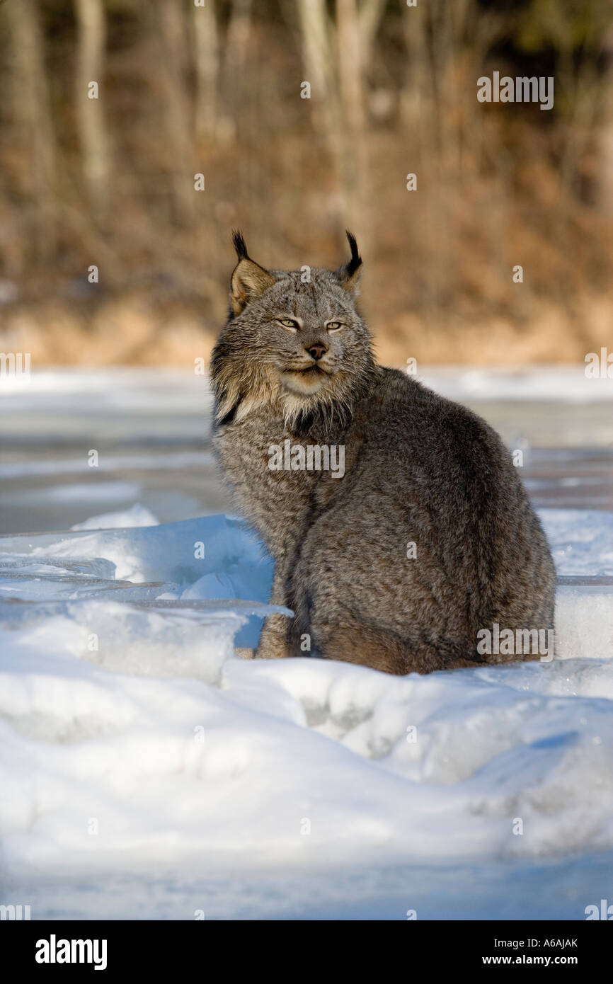 Canadian lynx Lynx lynx canadensis Stock Photo - Alamy