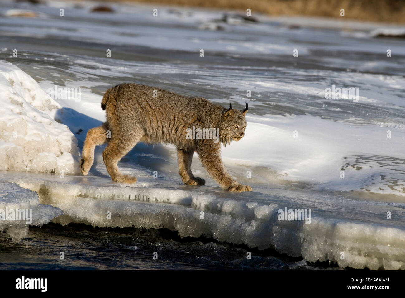 Canadian lynx Lynx lynx canadensis Stock Photo - Alamy
