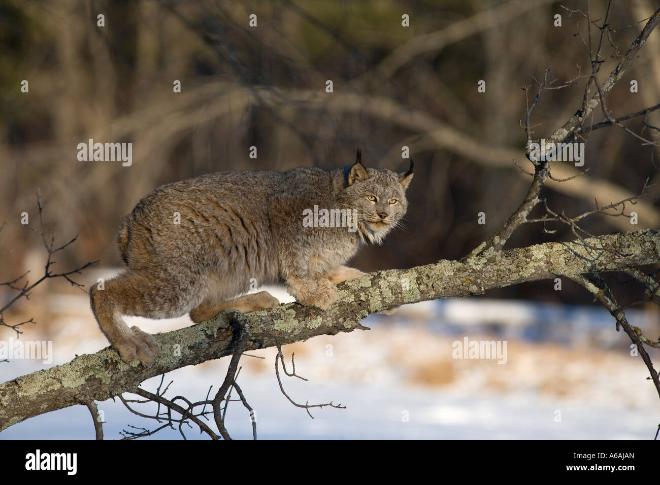 Canadian lynx Lynx lynx canadensis Stock Photo - Alamy