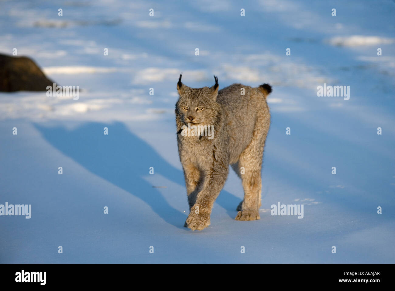 Canadian lynx Lynx lynx canadensis Stock Photo - Alamy