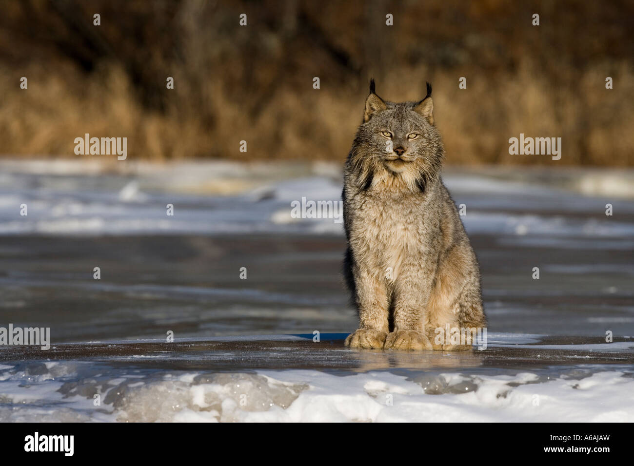 Canadian lynx Lynx lynx canadensis Stock Photo - Alamy