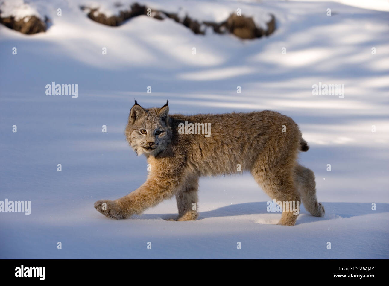 Canadian lynx Lynx lynx canadensis Stock Photo - Alamy