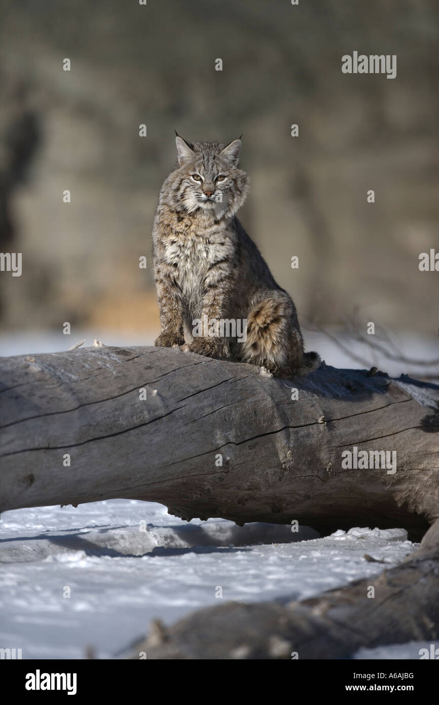 Lynx canadensis hi-res stock photography and images - Alamy