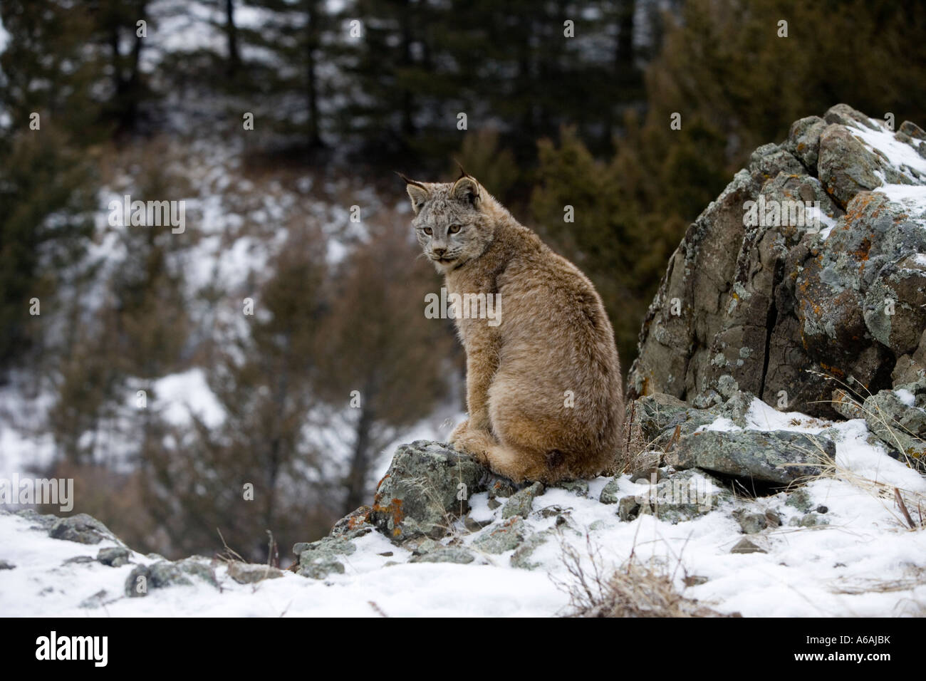 Canadian lynx Lynx lynx canadensis Stock Photo - Alamy