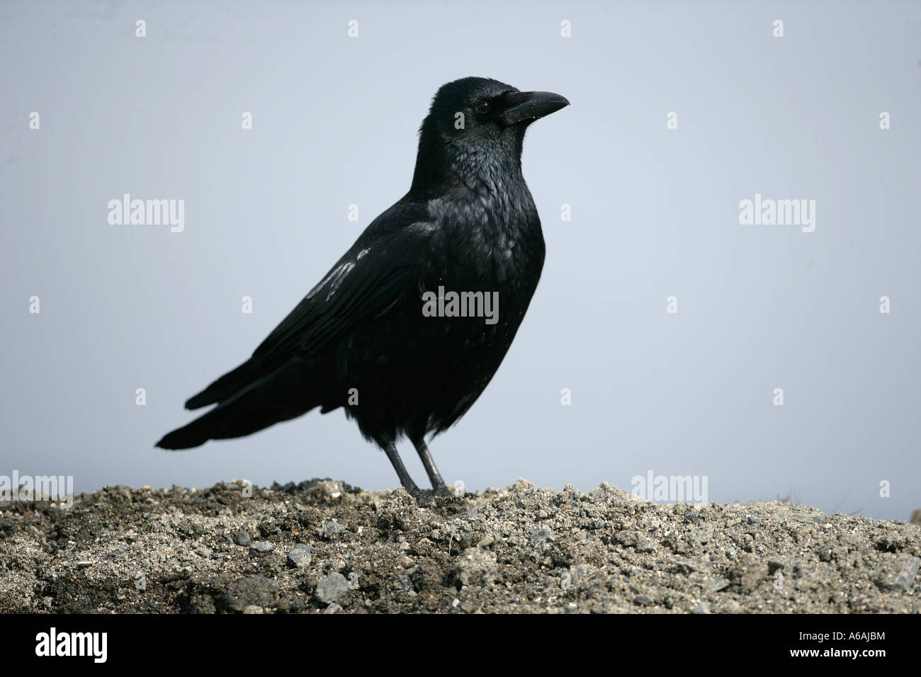 Crow japan hi-res stock photography and images - Alamy