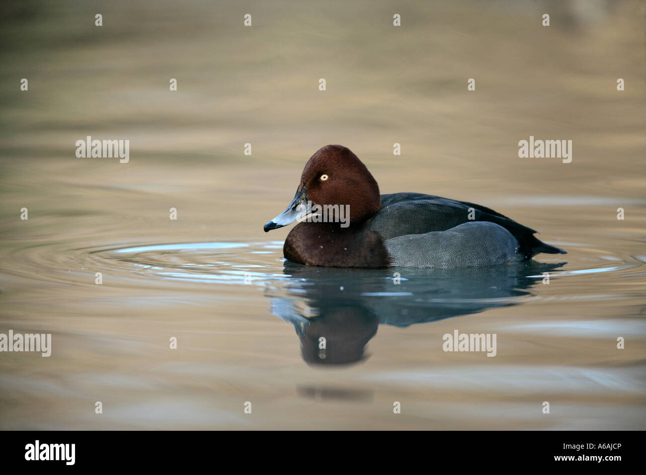 FERRUGINOUS DUCK Aythya nyroca France Male Stock Photo - Alamy