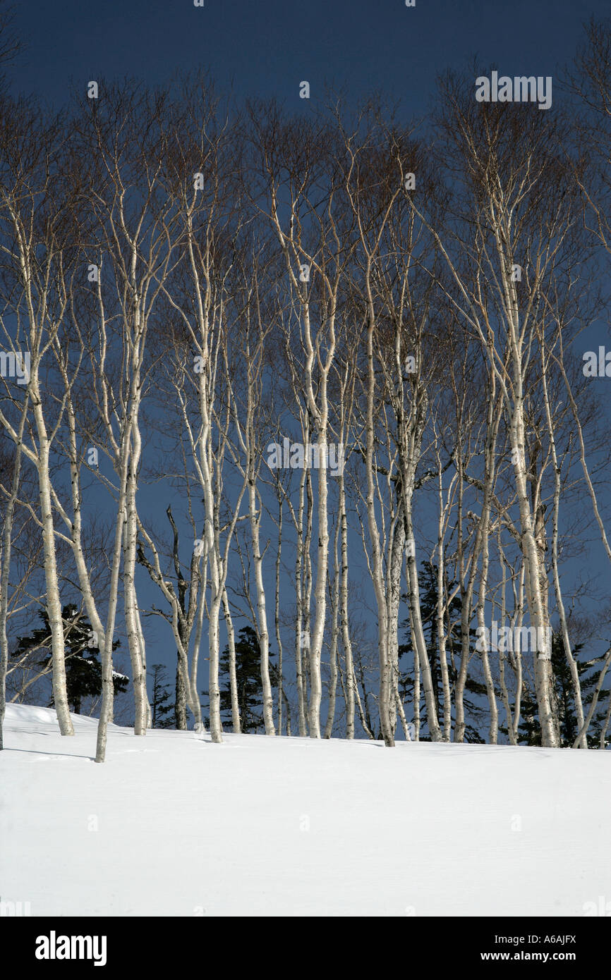 Snowy landscape Hokkaido Japan Stock Photo - Alamy
