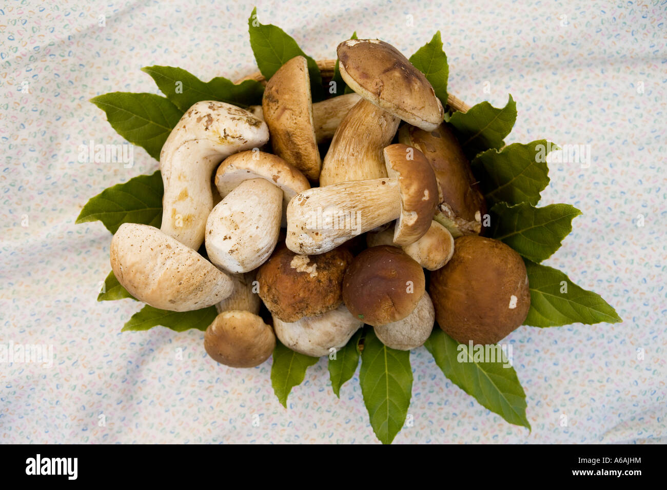 Italy. Boletus Edulis (porcini Stock Photo - Alamy