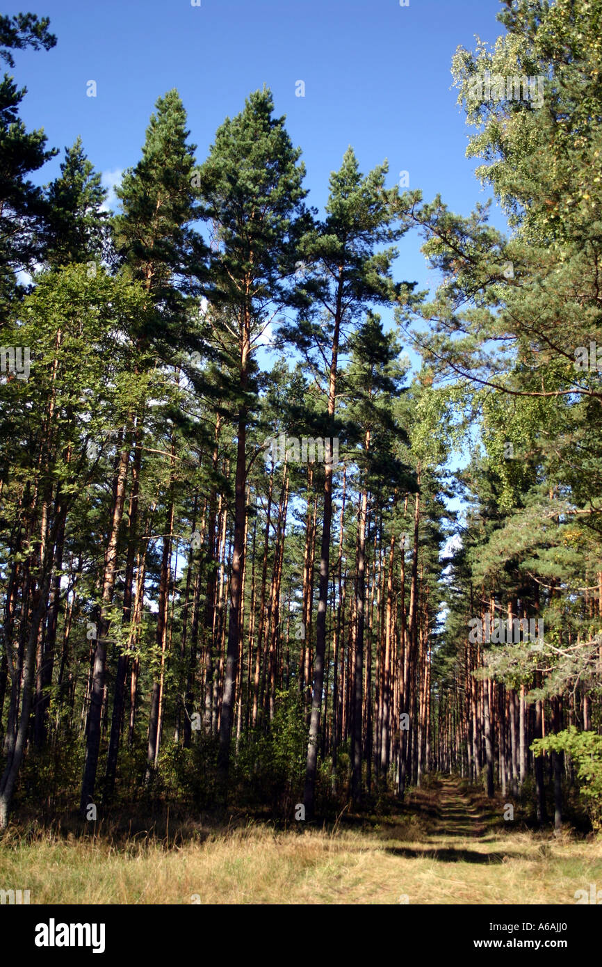 Native trees in Latvian forest Stock Photo - Alamy