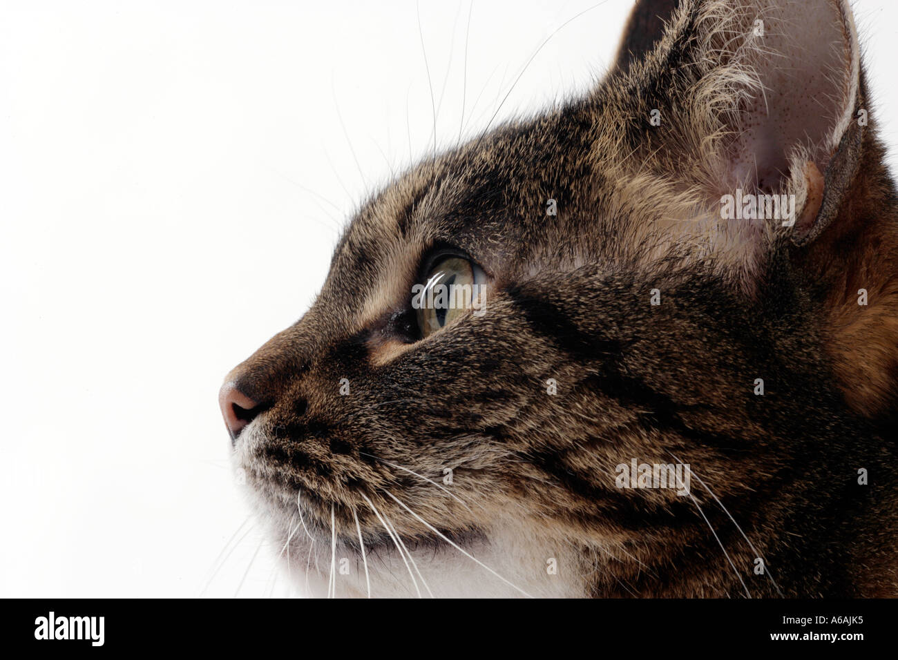 profile of a tabby cat showing eyes nose mouth and whiskers close up ...