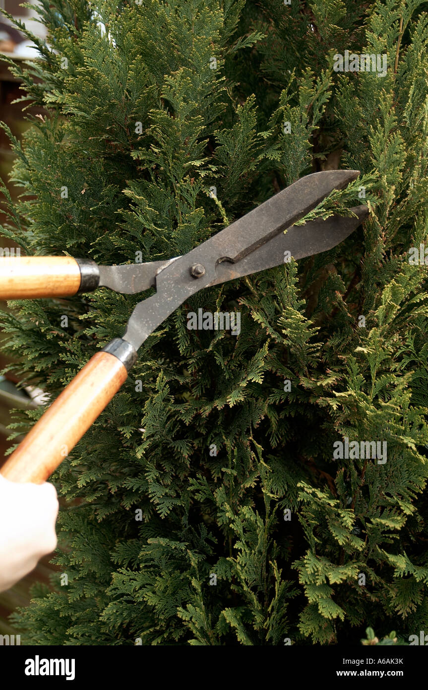 Tree hedge pruning waste hi-res stock photography and images - Alamy