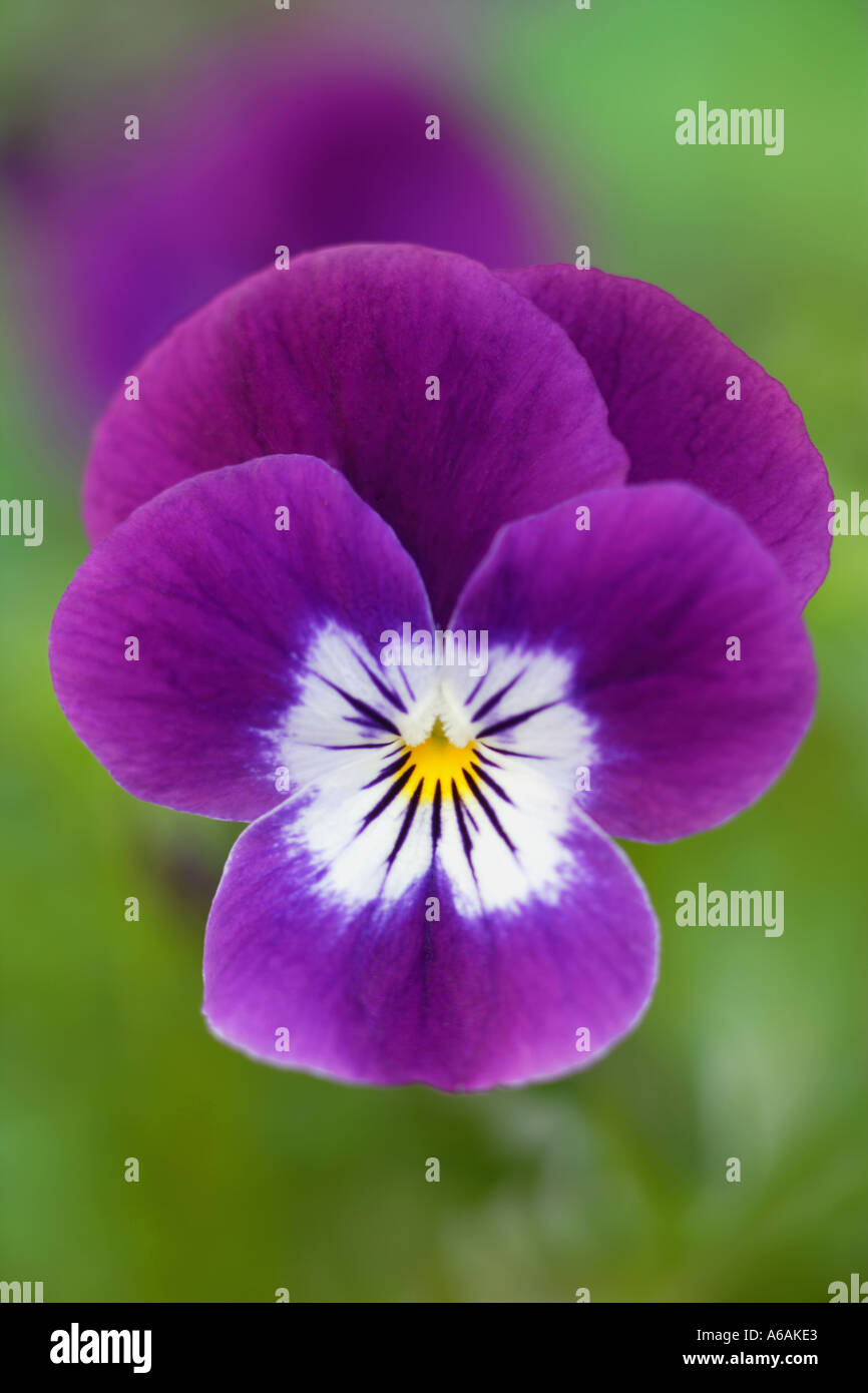 Pansy cover hi-res stock photography and images - Alamy