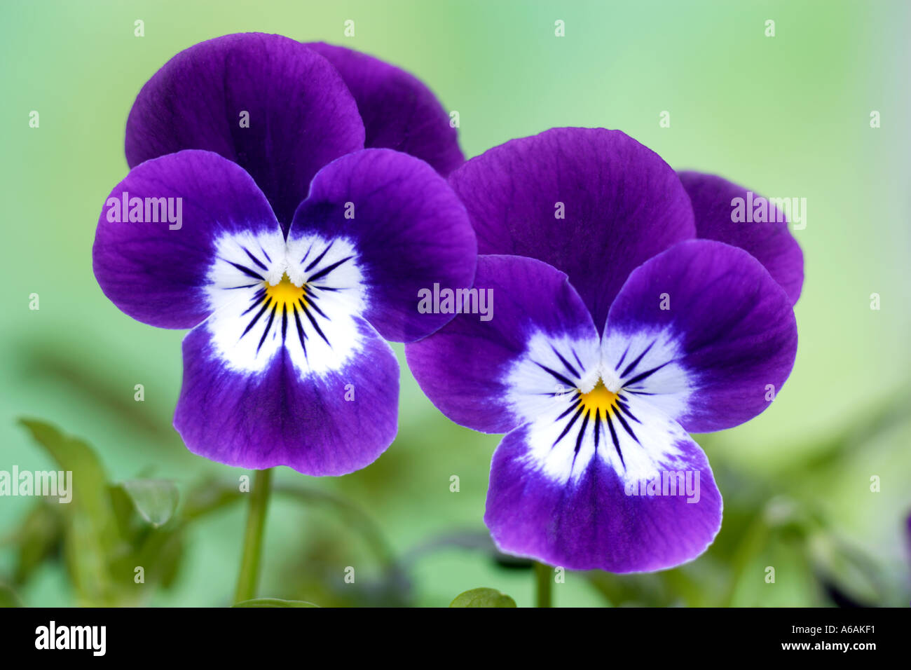 Two purple hi-res stock photography and images - Alamy