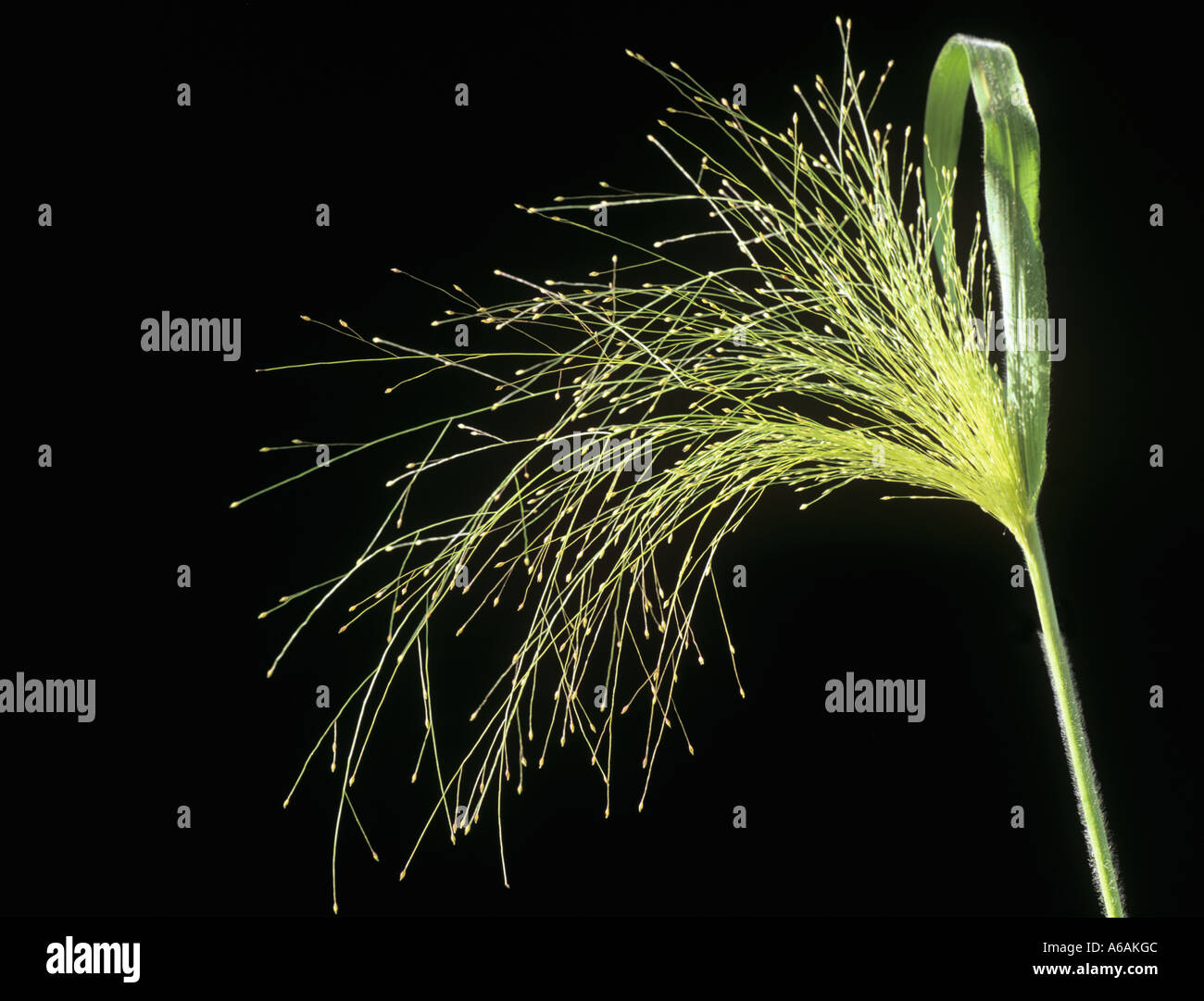 Panicum grass hi-res stock photography and images - Alamy