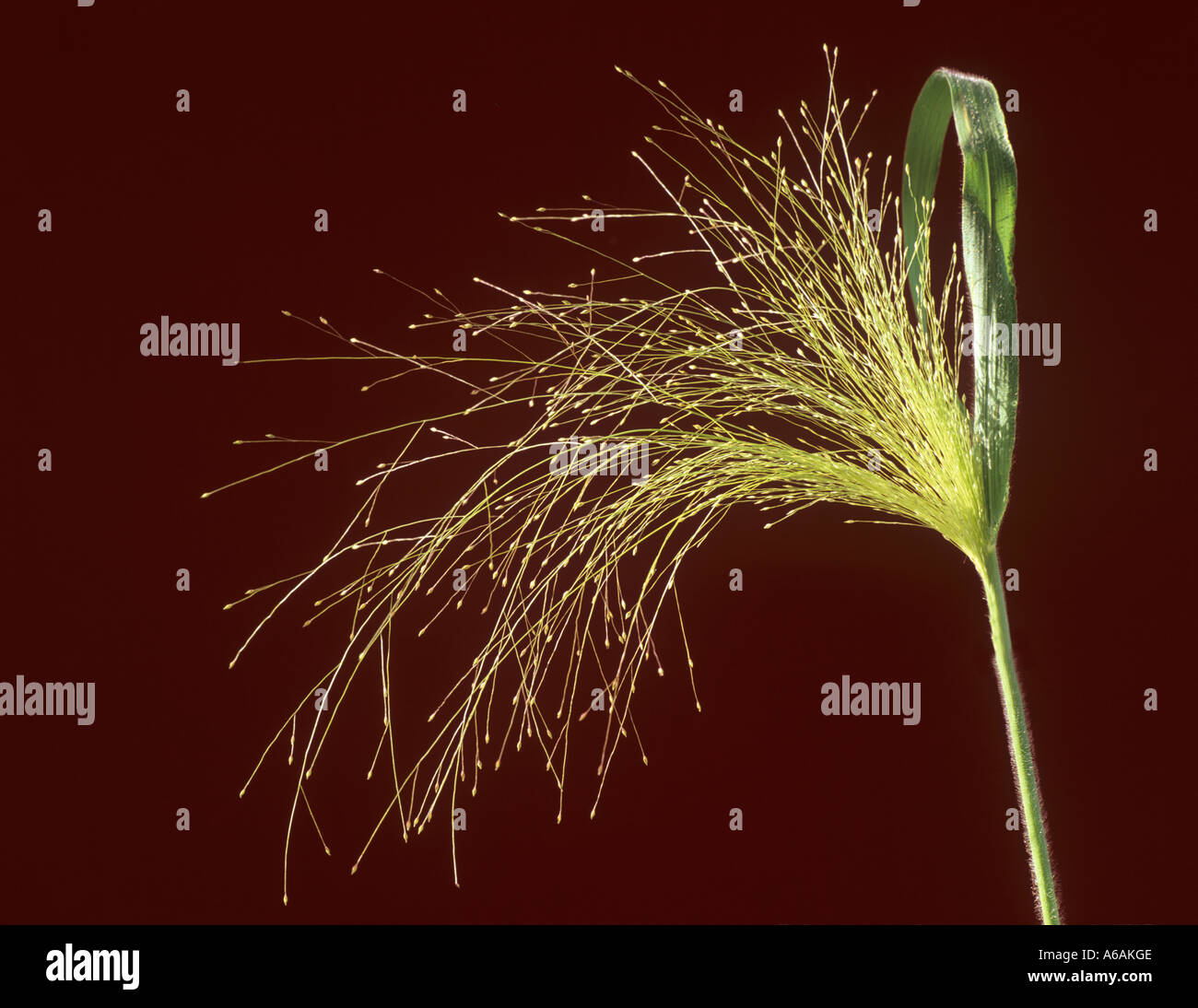 Panicum grass 'Panicum spp' backlit against dark red background Stock ...