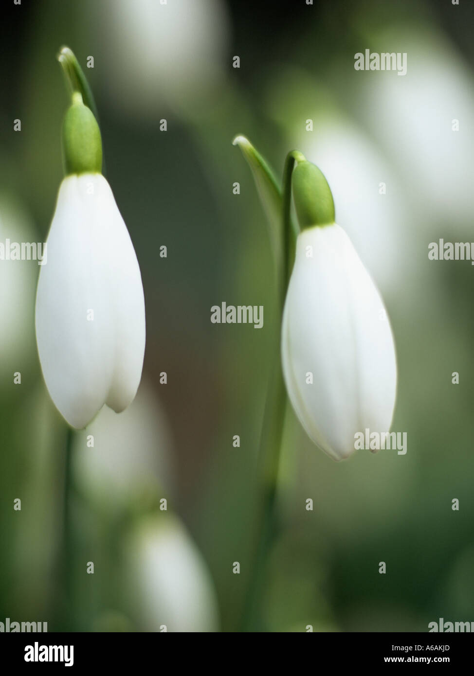 Two snowdrop flowers hi-res stock photography and images - Alamy