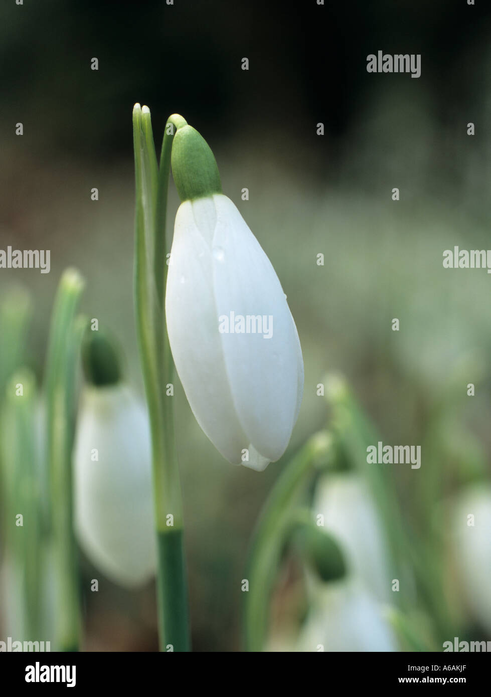 WILD SNOWDROP FLOWERS Galanthus nivalis not fully opened in natural ...