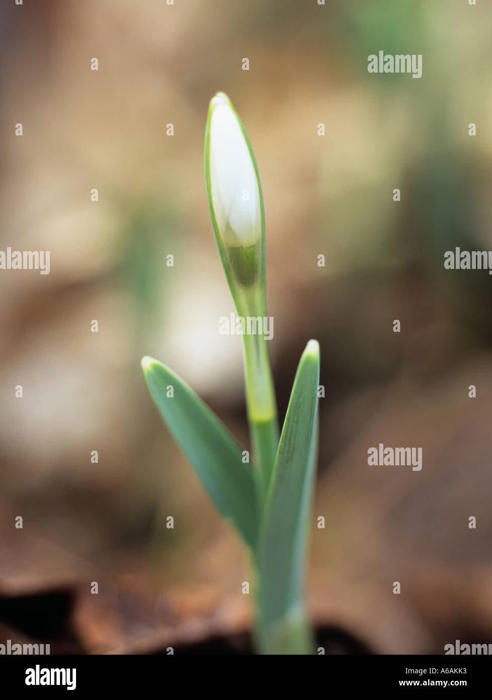 WILD SNOWDROP FLOWER BUD Galanthus nivalis emerging in natural habitat ...