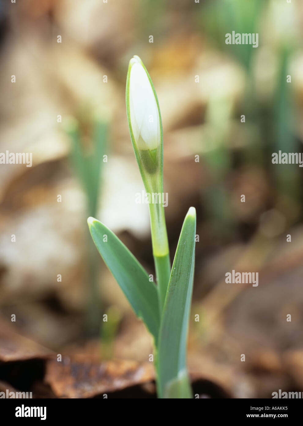 WILD SNOWDROP FLOWER BUD Galanthus nivalis emerging in natural habitat ...