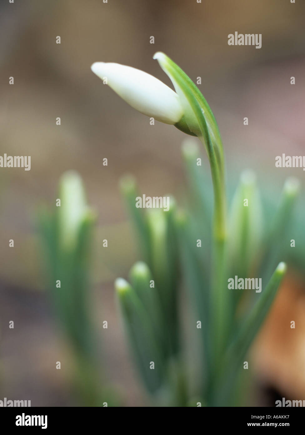 WILD SNOWDROP FLOWERS Galanthus nivalis not fully opened in natural ...
