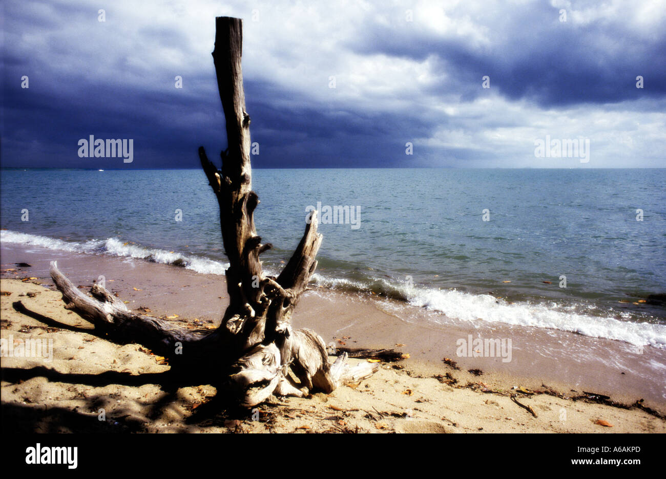 Stump of a gum tree on the beach near Cairns on the Great Barrier Reef ...