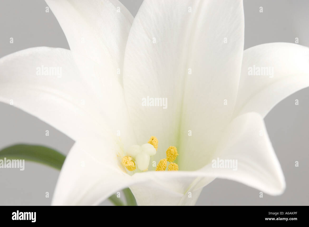 close up of open lily Stock Photo - Alamy