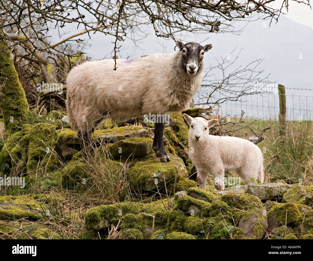 Hatterall hi-res stock photography and images - Alamy