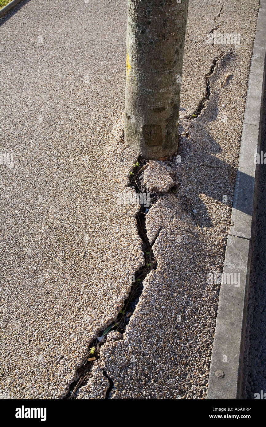 Tree roots damage pavement hi-res stock photography and images - Alamy