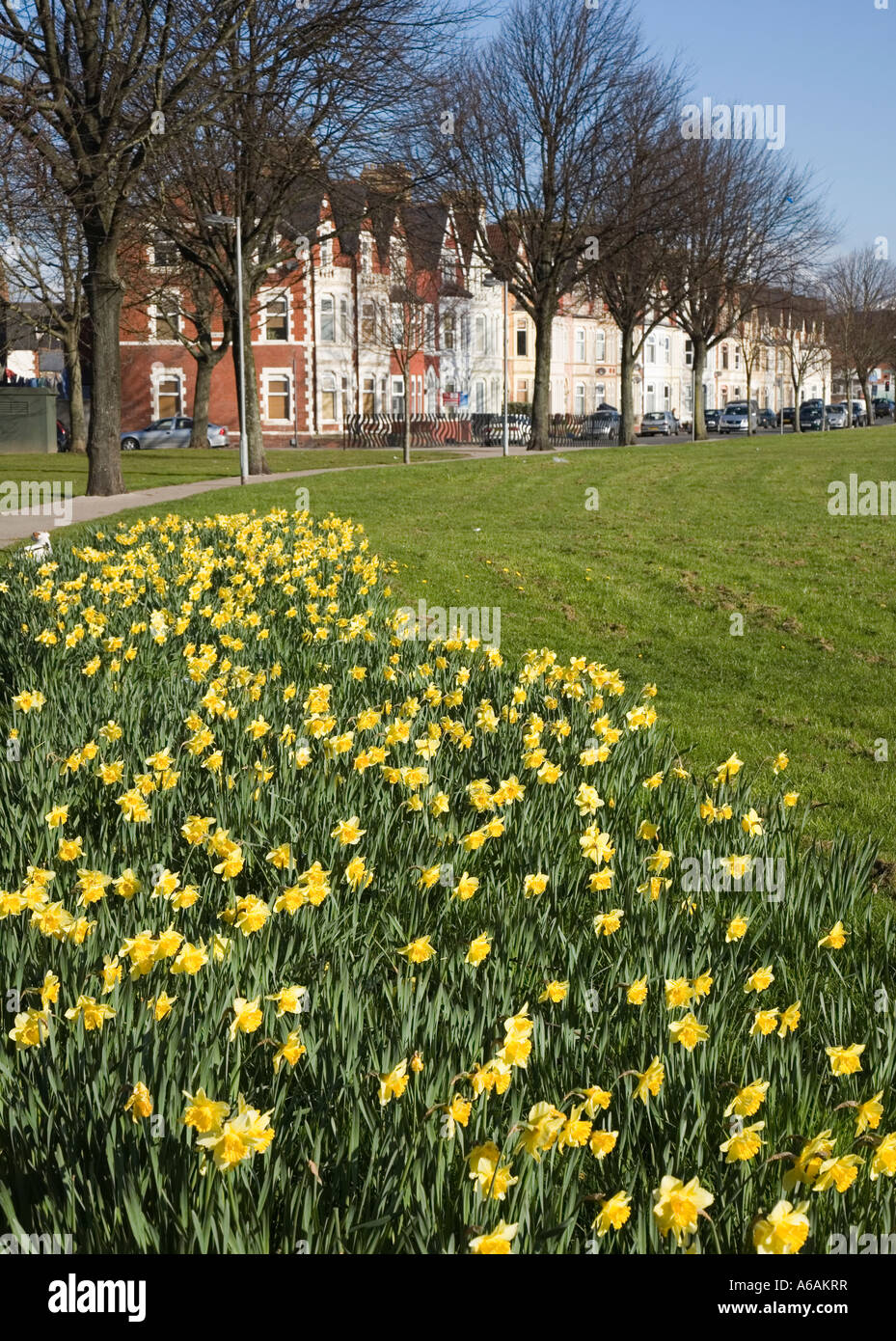 Daffodils in spring on Taff embankment with traditional terraced houses ...