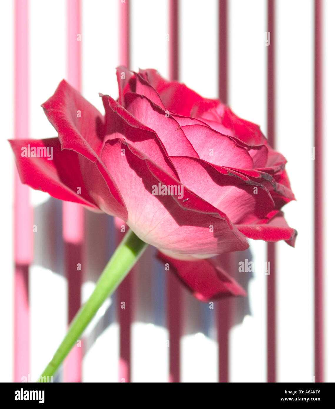 red rose on striped backgound Stock Photo - Alamy