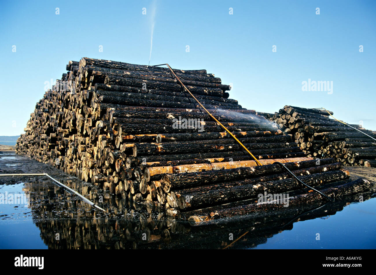 Logs sprayed with water to prevent drying out and splitting California ...