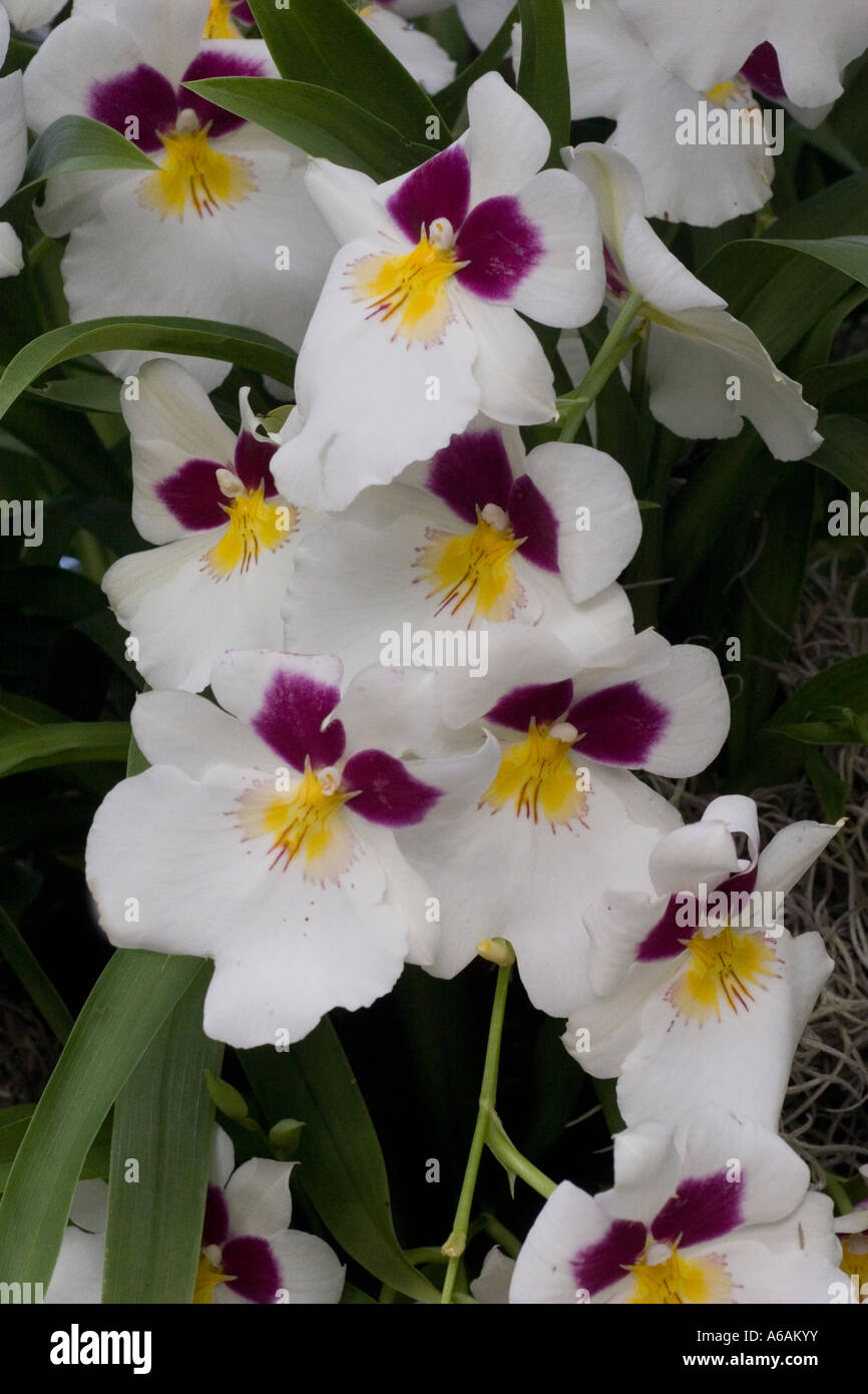 Miltoniopsis hi-res stock photography and images - Alamy