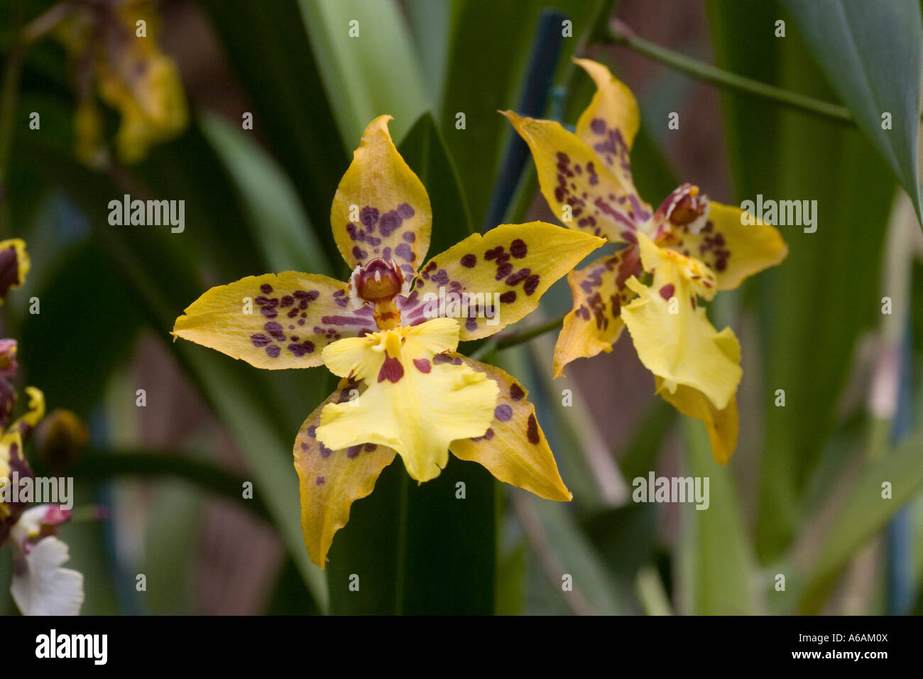 xOdontocidium Tiger Crow 'Golden Girl' Orchid in Enid A Haupt ...