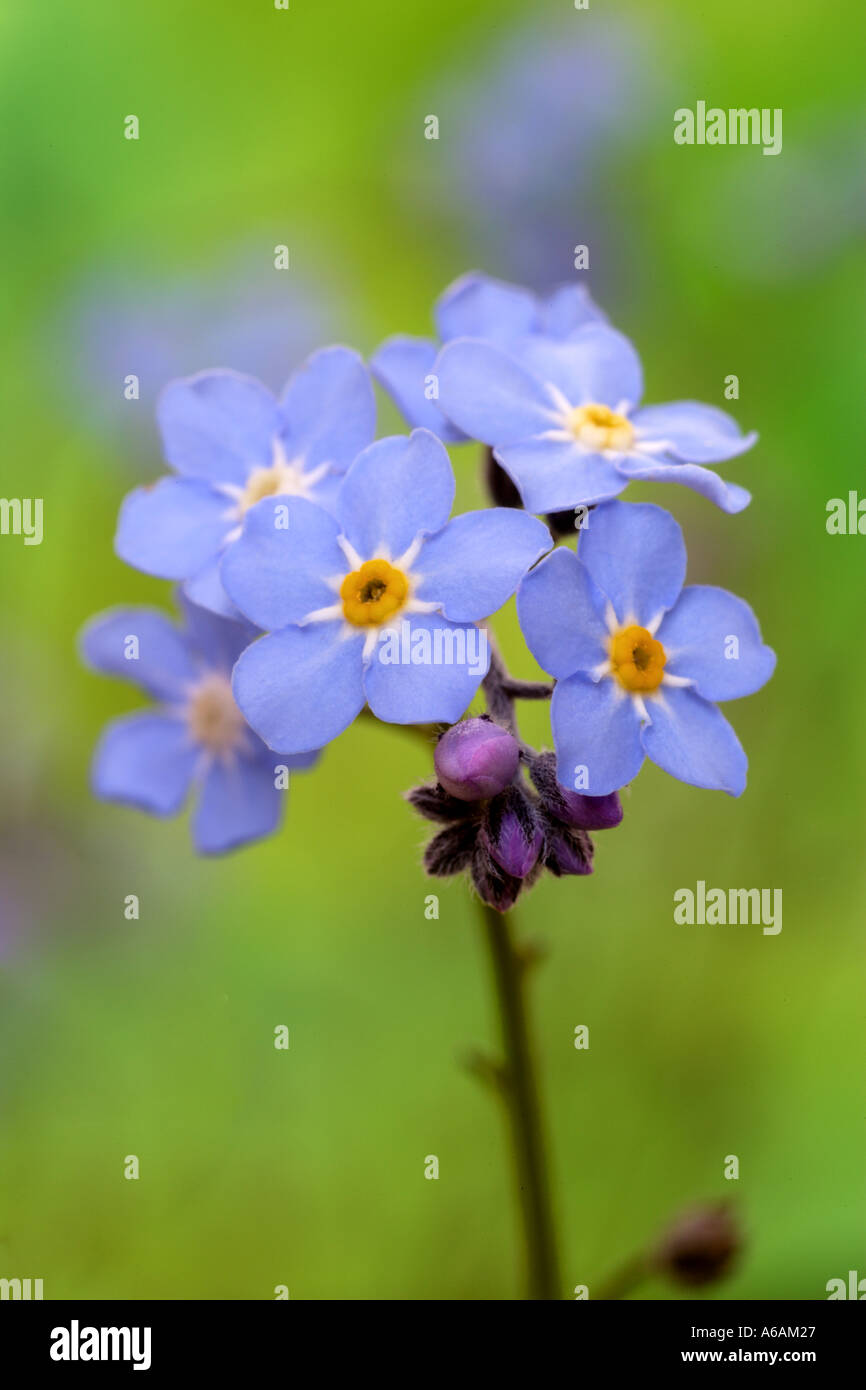 Forget me not in close up Stock Photo - Alamy
