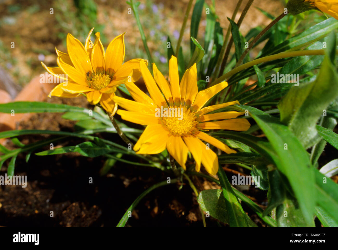 Flower on the island of Hvar Croatia Stock Photo - Alamy