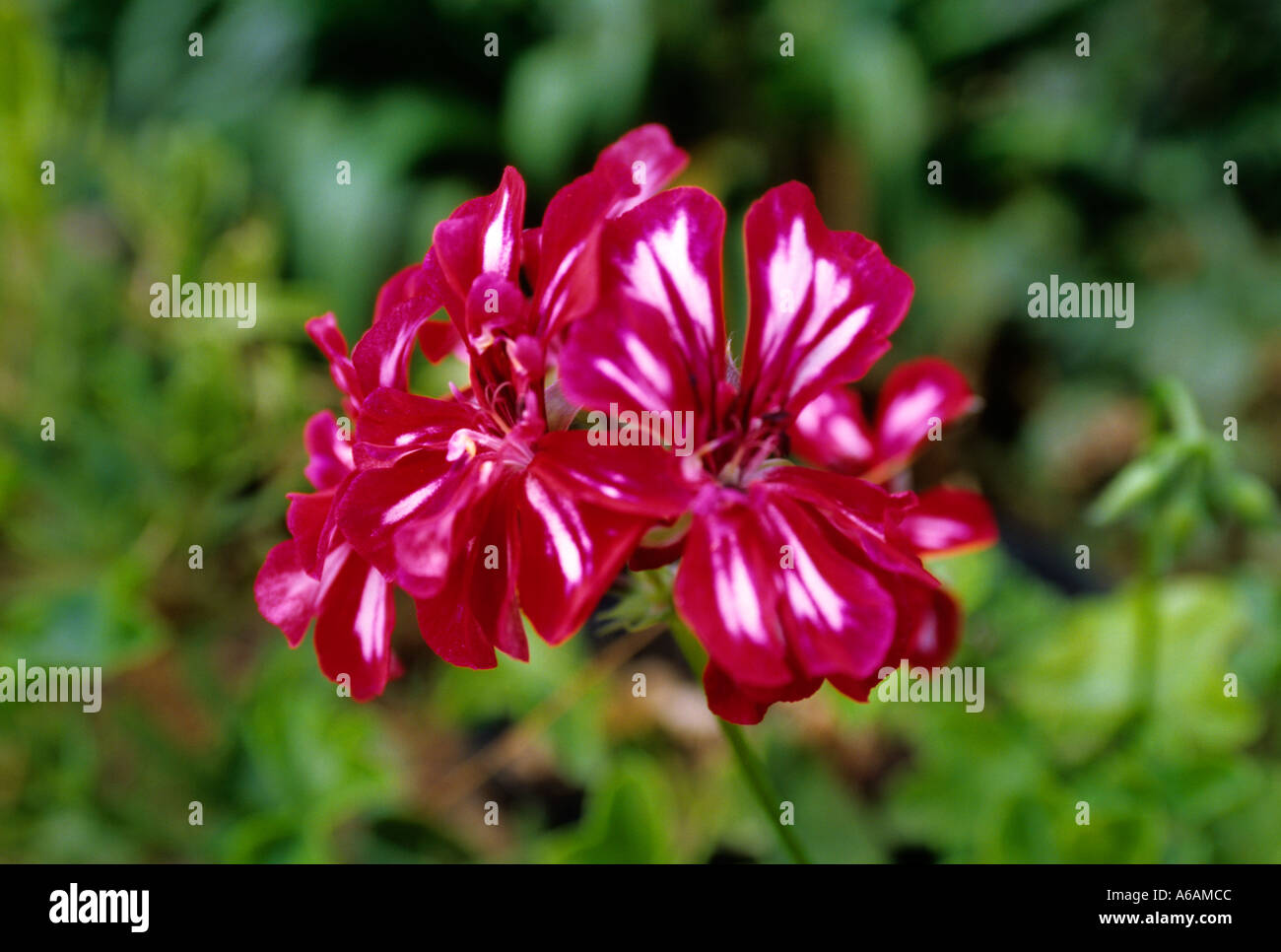 Flower on the island of Hvar Croatia Stock Photo - Alamy