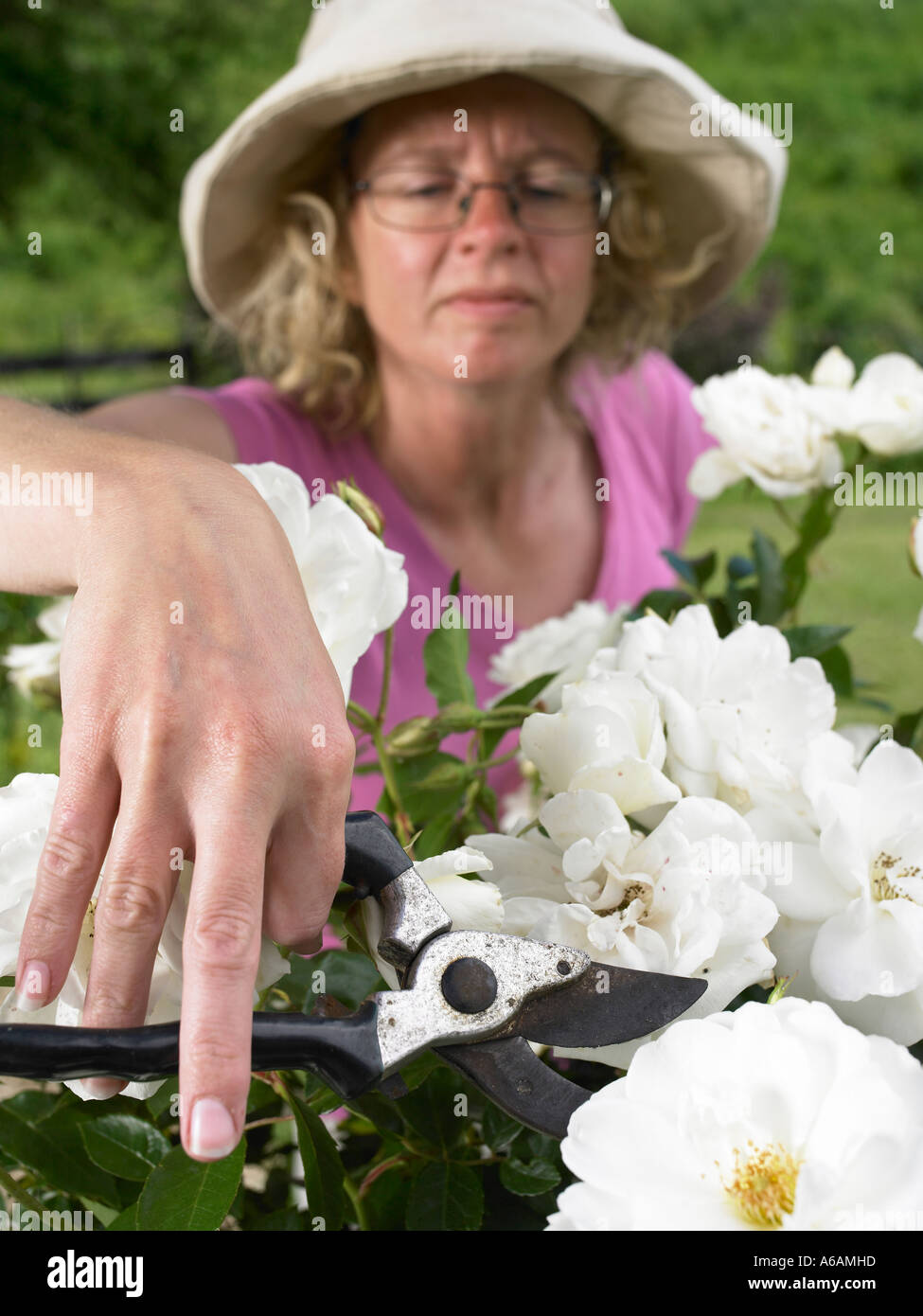 young woman in hat pruning a large white rose bush with sectateur snips ...