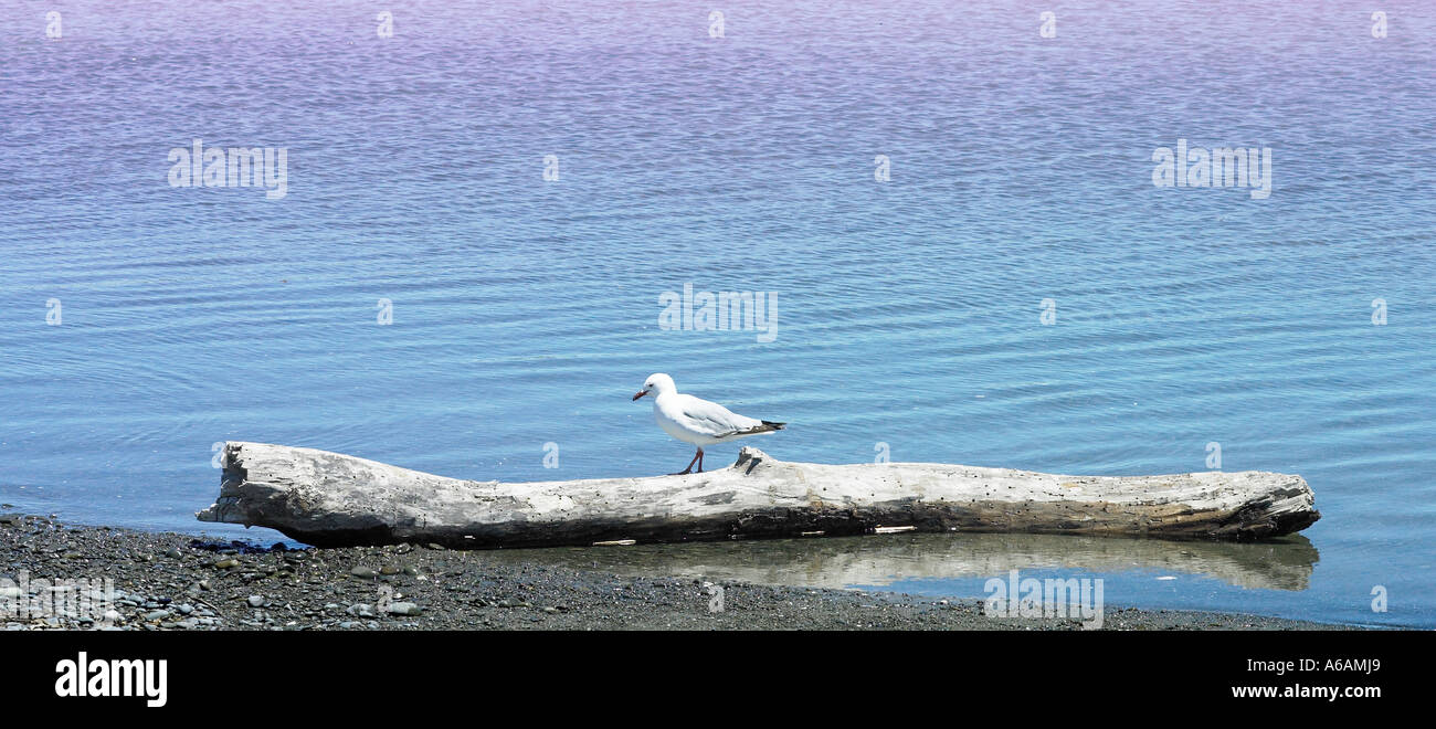 Nz seagull hi-res stock photography and images - Alamy