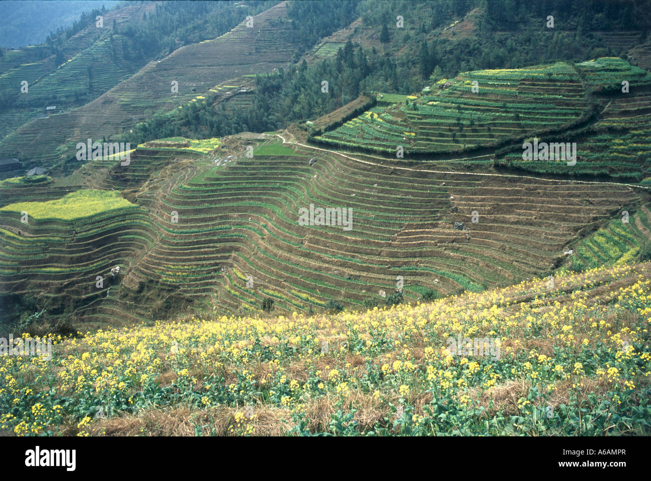 China, Guangxi, Longsheng, Longji Titian (Dragon Backbone Terraced ...