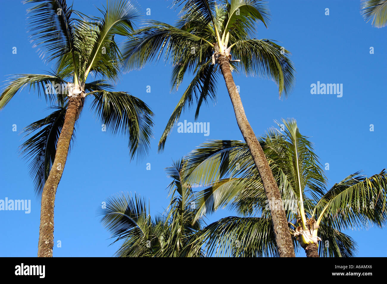 Palm tree habitat hi-res stock photography and images - Alamy