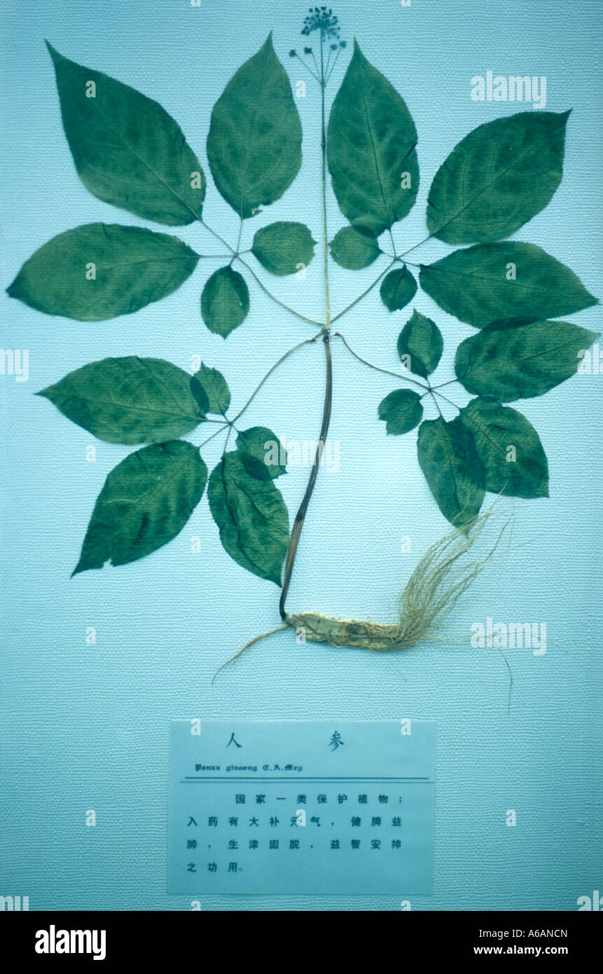 Panax hi-res stock photography and images - Alamy