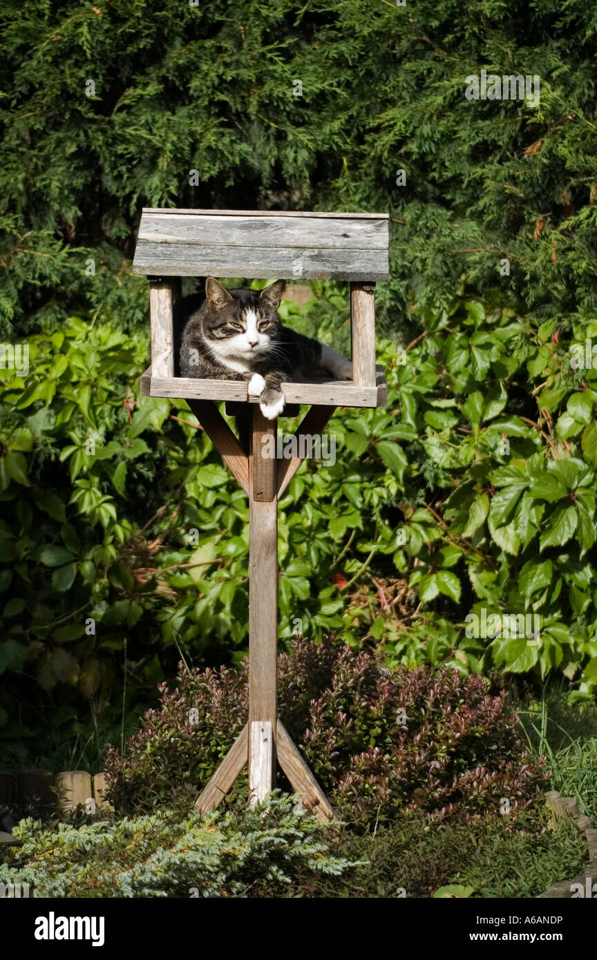 Cat bird watching hi-res stock photography and images - Alamy