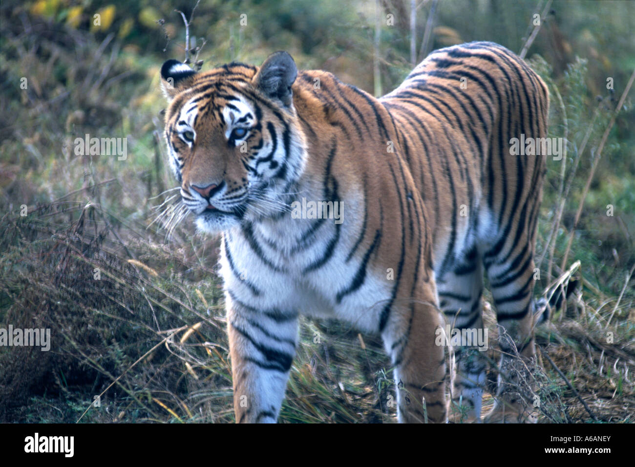 China, Heilongjiang, Harbin, Sun Island, Siberian Tiger Park, captive ...