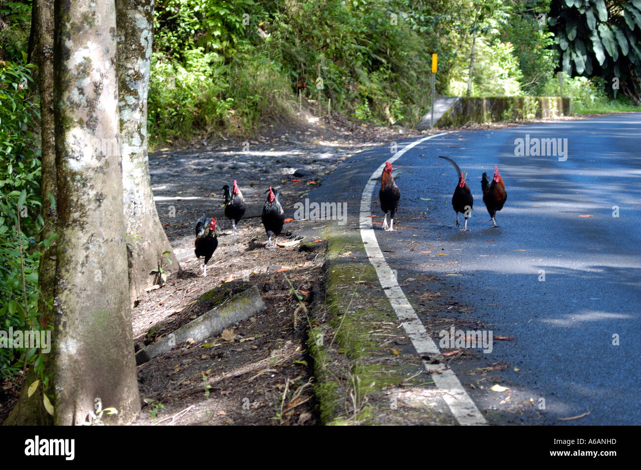 Chickens crossing road hi-res stock photography and images - Alamy