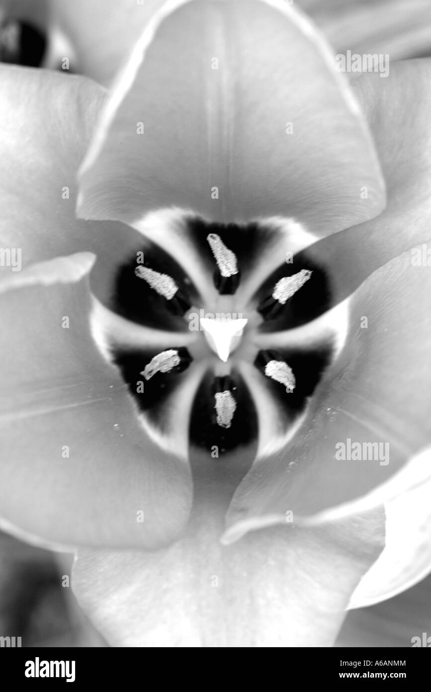 Very close shot of an open tulip taken in black and white Stock Photo ...