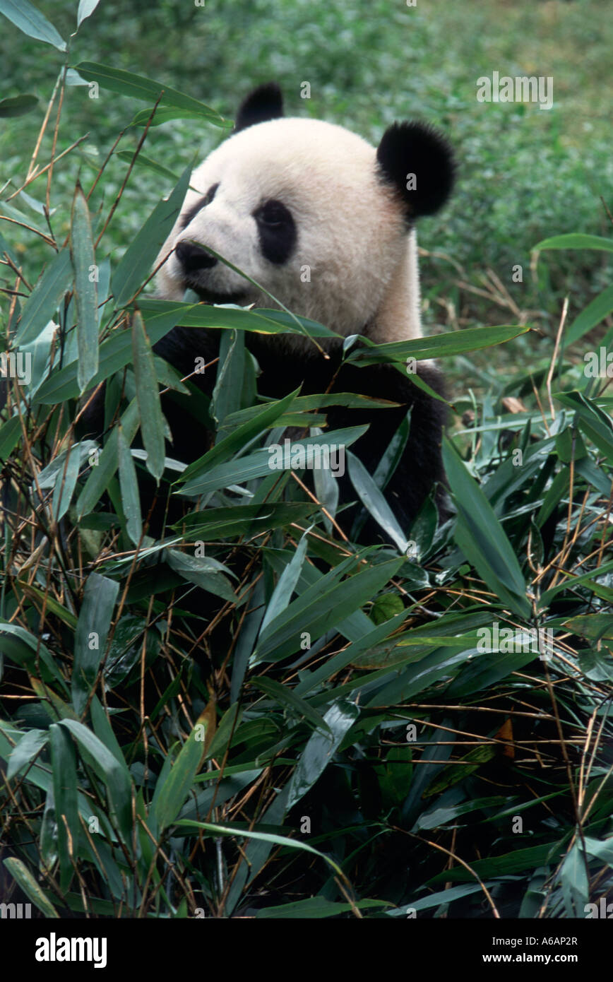 Communist panda hi-res stock photography and images - Alamy