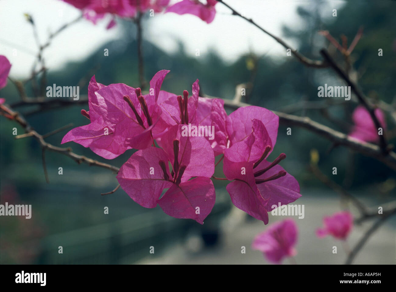 China yunnan xishuangbanna jinghong hi-res stock photography and images ...