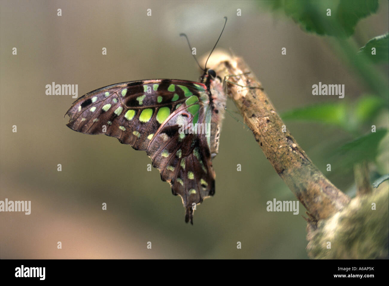 Tropical butterfly patterns hi-res stock photography and images - Alamy