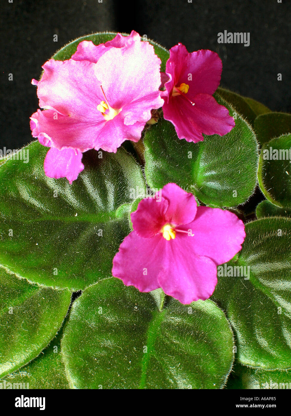 African Violet Flower Saintpaulia Ionantha Stock Photo - Alamy
