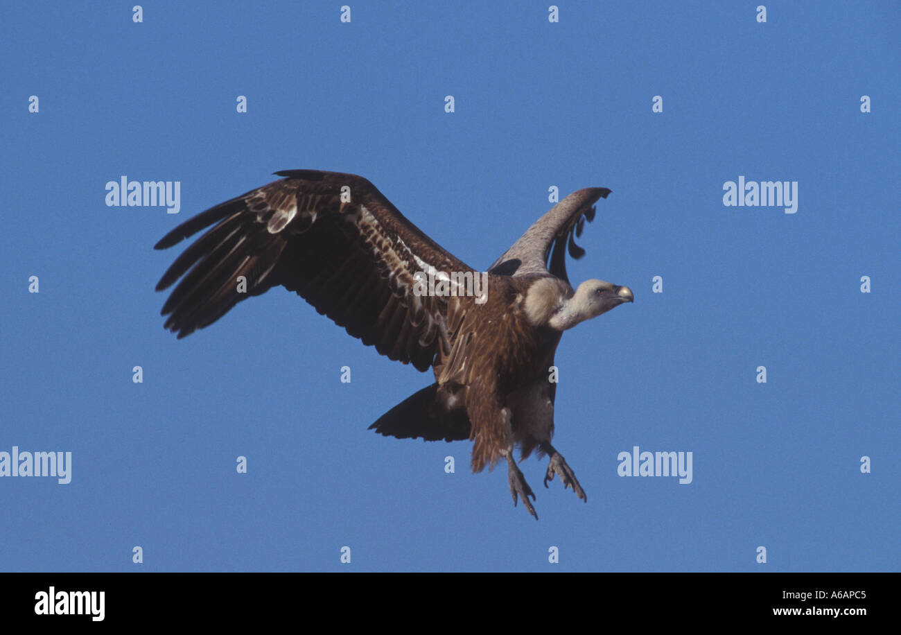 Vulture soaring upwards hi-res stock photography and images - Alamy